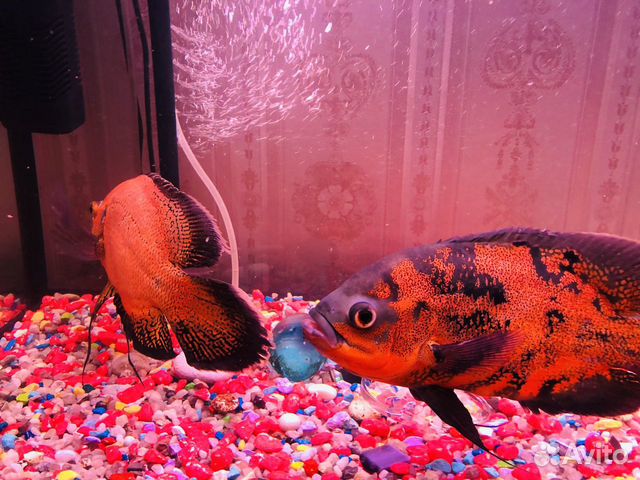 Астронотусы