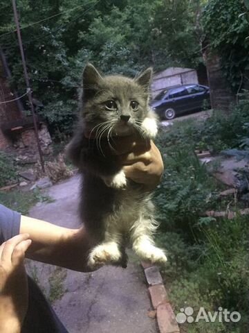 Котенок в дар