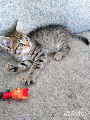 Котенок мальчик