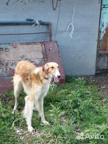 Русская борзая псовая