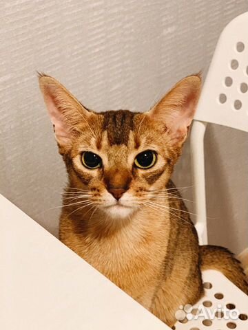 Кошка абиссинская