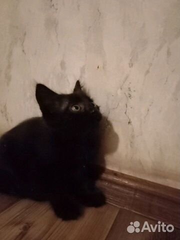 Полностью черная кошечка