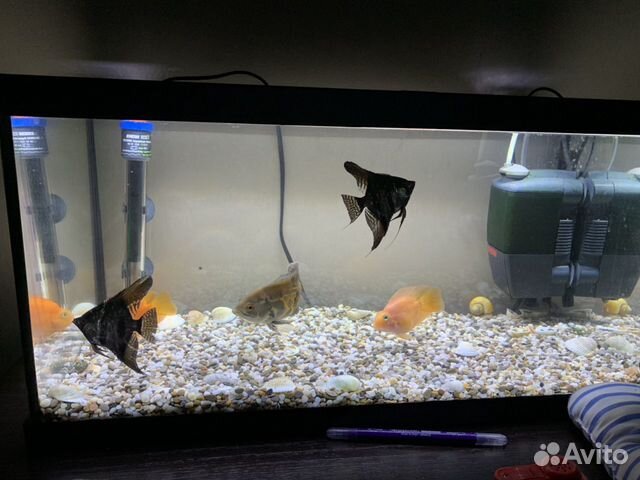 Аквариум Eheim 54 литра