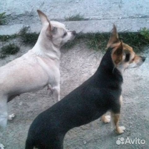 Две замечательные собачки ищут новых хозяев