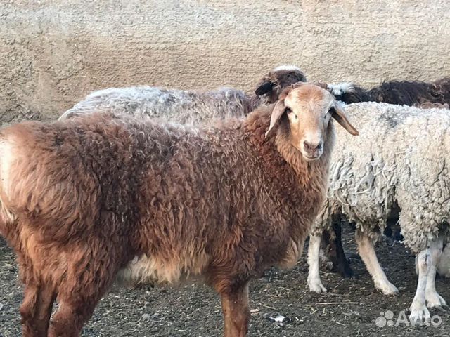 Ягнята, овцы бараны