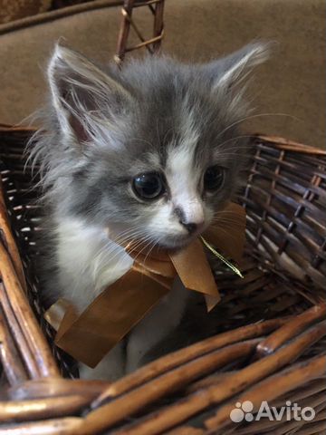 Котёнок 7 недель