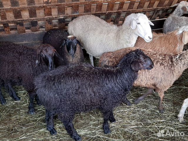 Ягняти Барашки овцы
