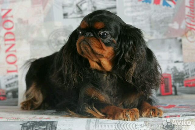 Кинг чарльз спаниеля, с отличной родословной