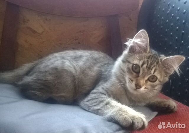 Супер ловчая кошка