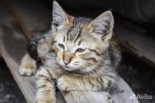 Рыжий полосатый котик ищет Родителей