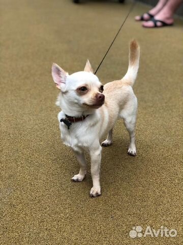 Чихуа для вязки