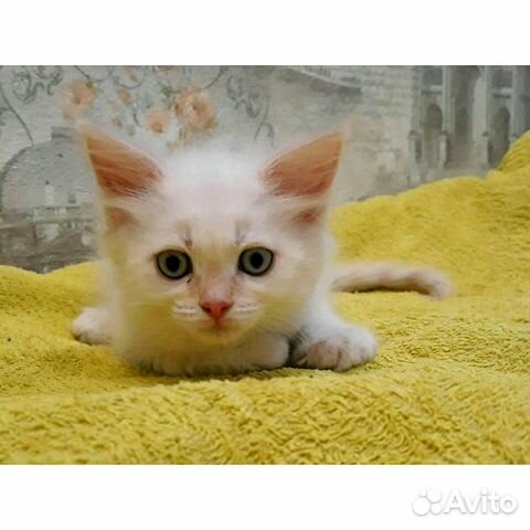Котик