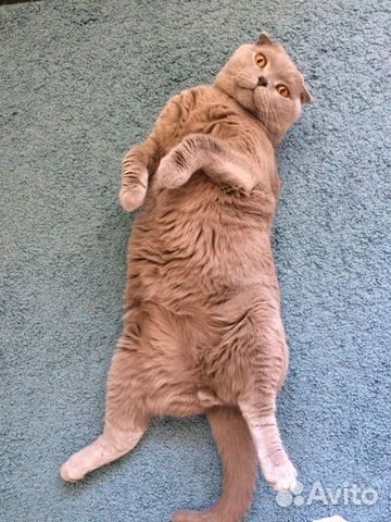 Котик в добрые руки