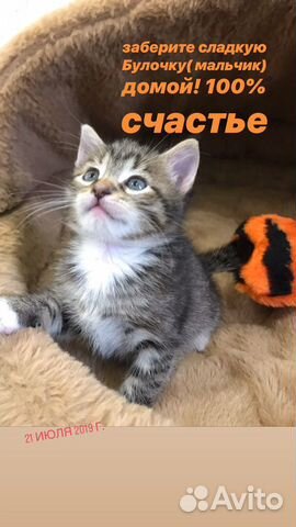 Ласковая Булочка(мальчик) сделая Вас счастливым и