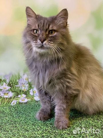 Котодети из приюта ищут своих родителей