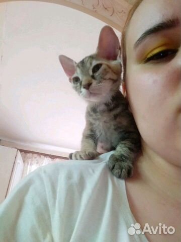 Отдам в добрые руки