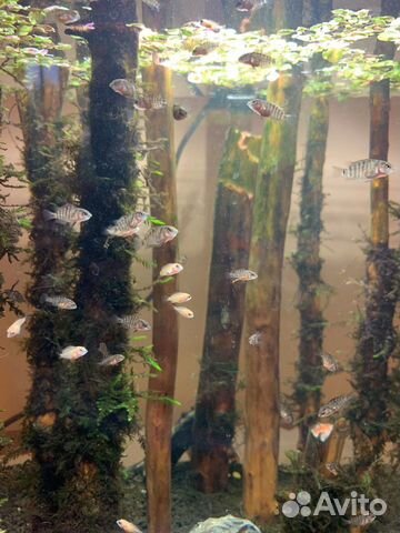 Чернополосые и фламинго (цихлиды) 1,5мес