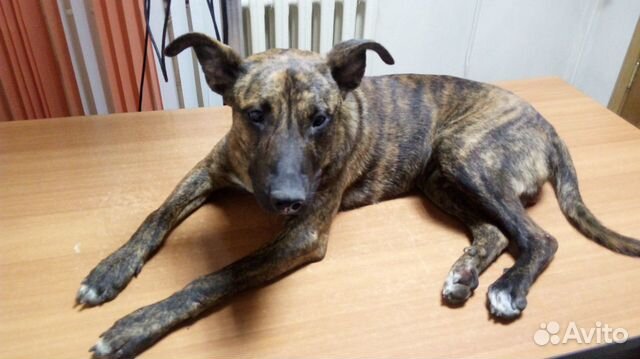 Найден кобель, похож на стаффа