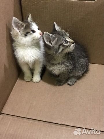 Котята (1-2 месяца)