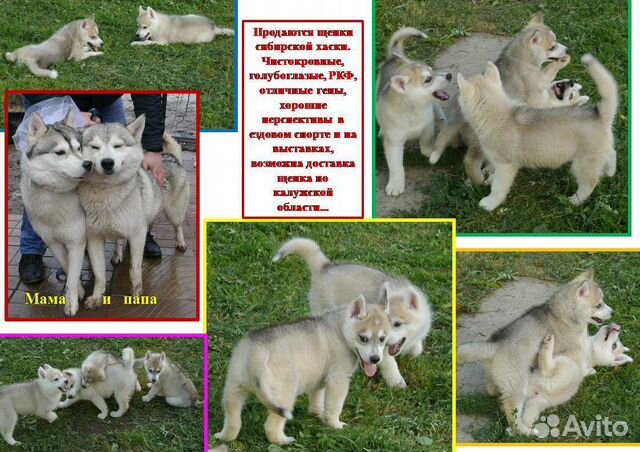 Продаются чистокровные щенки хаски