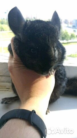 Ручная шиншилла. Тройной носитель продам до зав. п