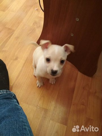 Продам тойчика