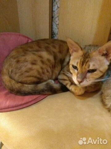 Бенгальская кошка