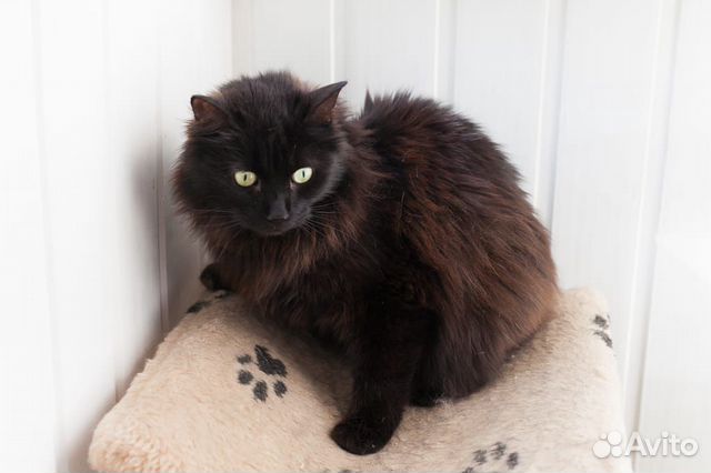 Чернушику нужен дом