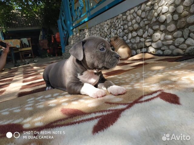 Продам щенков американского стаффа