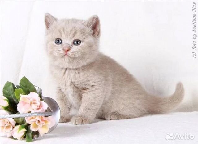 Британские пушистики