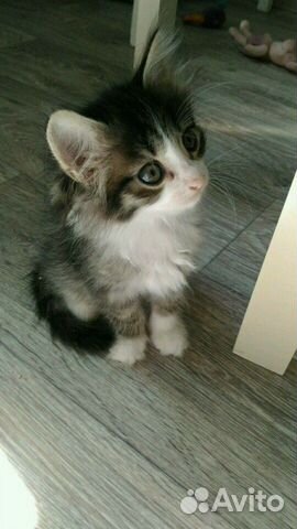 Маленькая леди