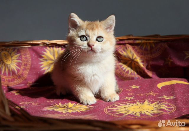 Золотой британский котик