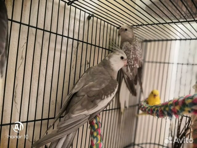 Кореллы безщекие разводная пара