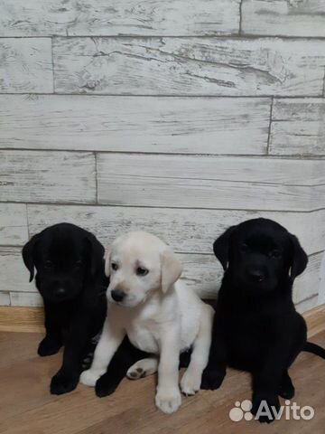 Шенки лабрадора для души и семьи