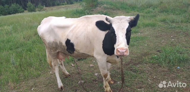 Продам корову-первотёлку высокоудойную