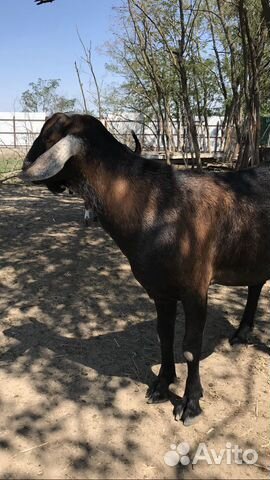 Козел нубийский 50