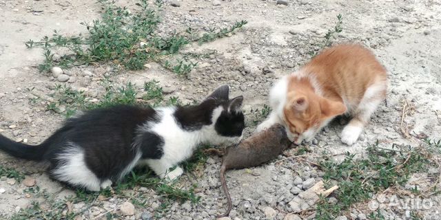 Отдам котят