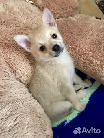 Метис шпица