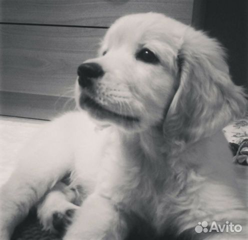 Щенок золотистого ретривера