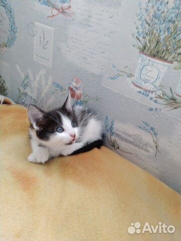 Котёночек, девочка, отдам даром