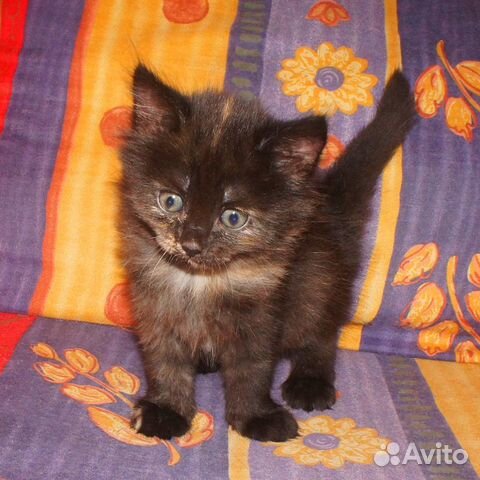 Сибирские котята от породистых родителей