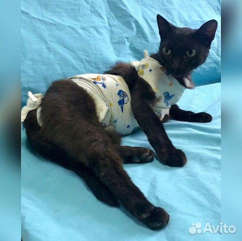 Черная кошка - пантера, стерилизованная