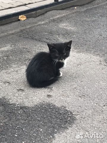 Котик