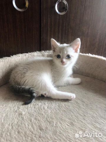 Тайский Котенок, мальчик