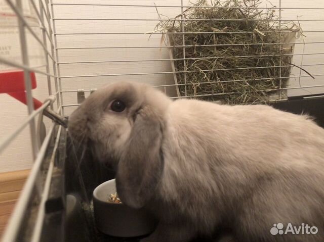 Карликовый кролик