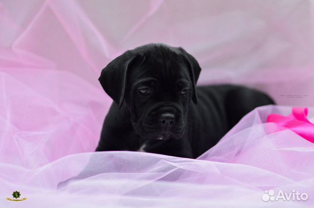 Стильная девочка Кане Корсо