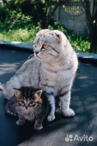 Отдам котят в хорошие руки