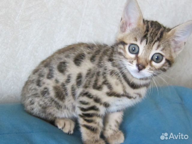 Девочка бенгалочка