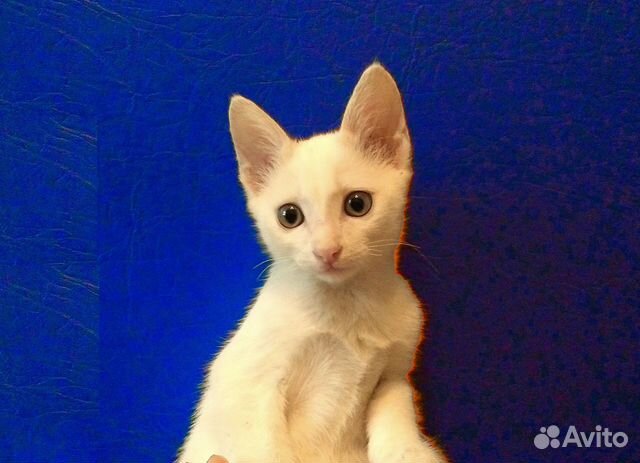 Котёнок редкого окраса