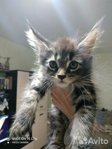 Девочка мейн-кун мраморного окраса
